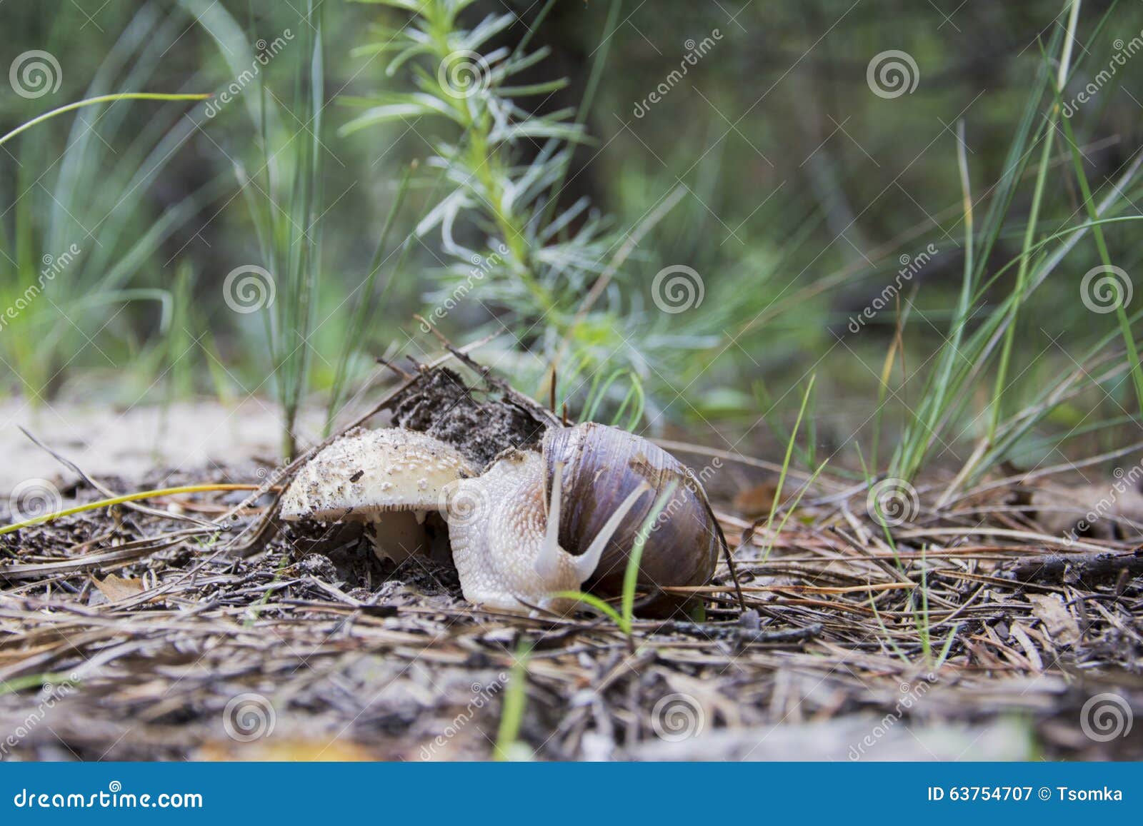 Snail Crawling on a Toadstool. Stock Image - Image of fungus, close ...