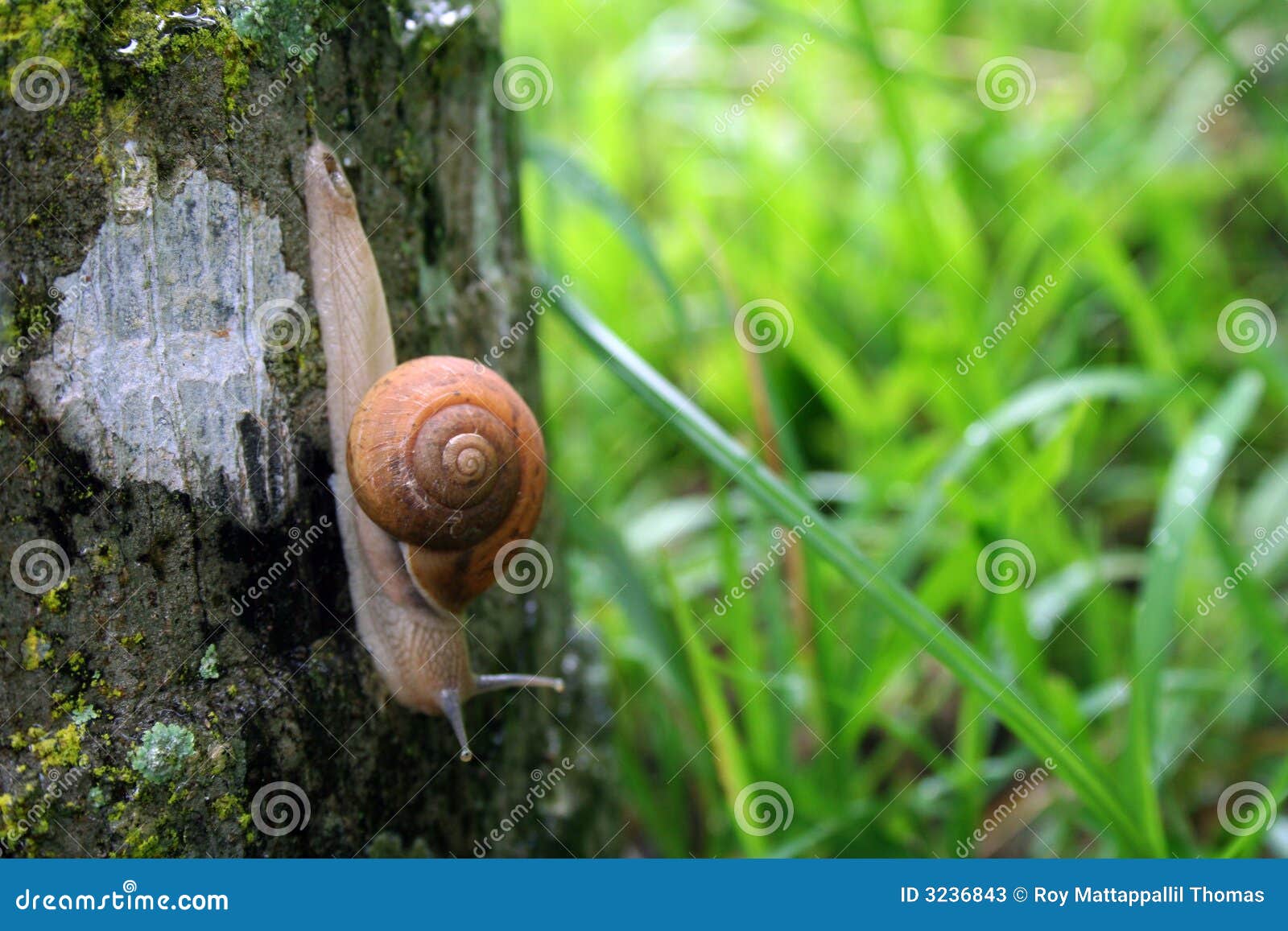 Snail crawling on tree stock image. Image of trunk, green - 3236843