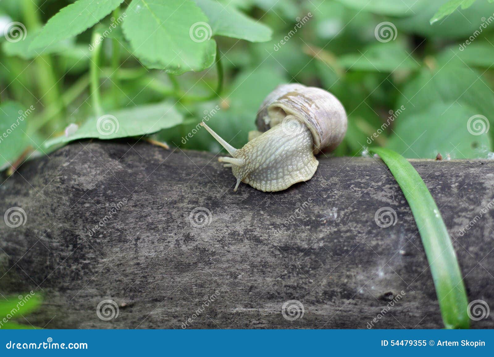 Snail crawling on a tree stock image. Image of spiral - 54479355