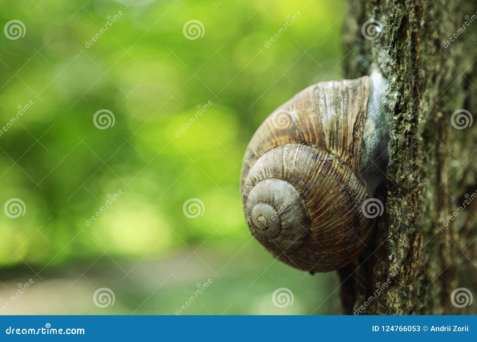 Snail Crawling on a Tree Trunk in the Forest Stock Image - Image of ...