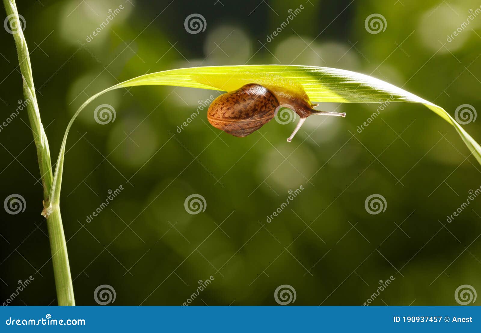 Snail Crawling Under Grass Blade Stock Image - Image of macro, head ...