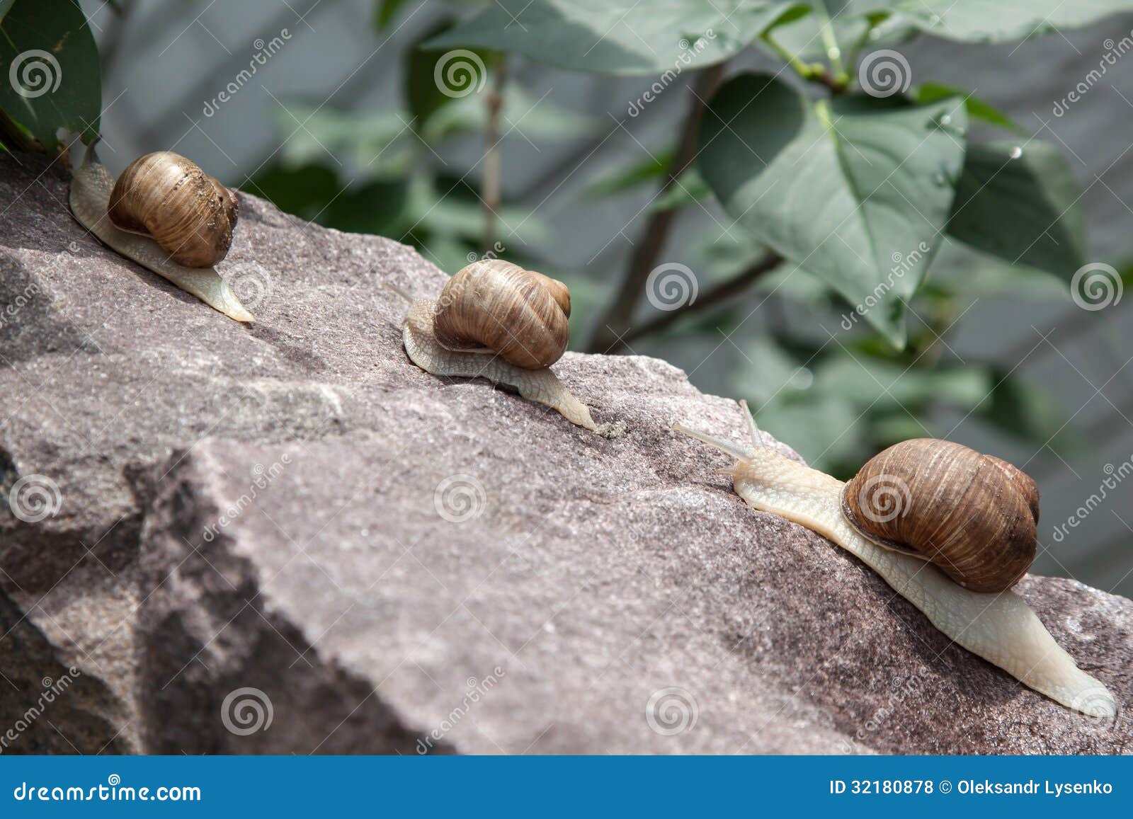 Snail Crawling Up the Stone Stock Photo - Image of animal, backgrounds ...