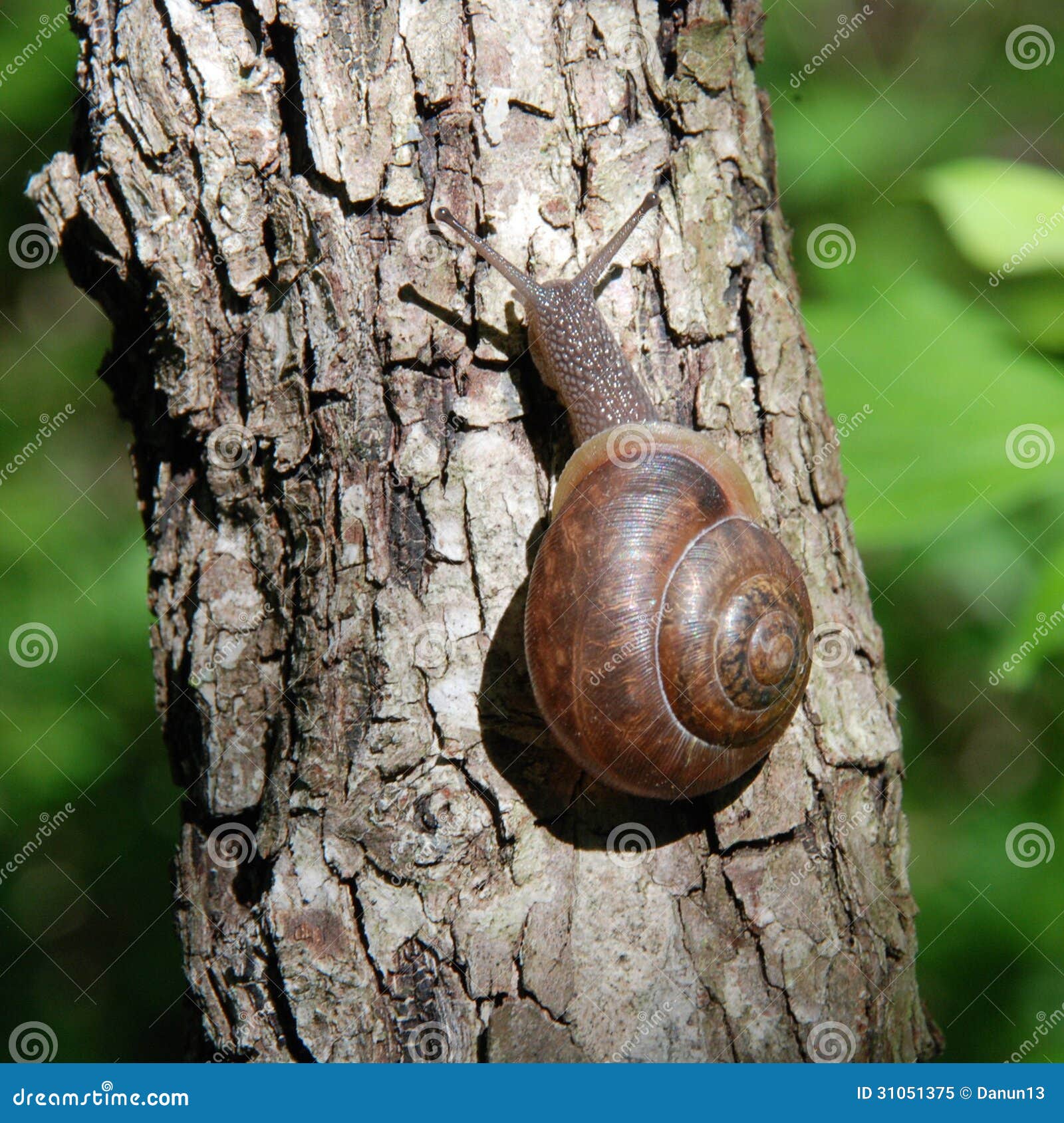 Snail stock image. Image of alone, wild, crawling, outdoor - 31051375