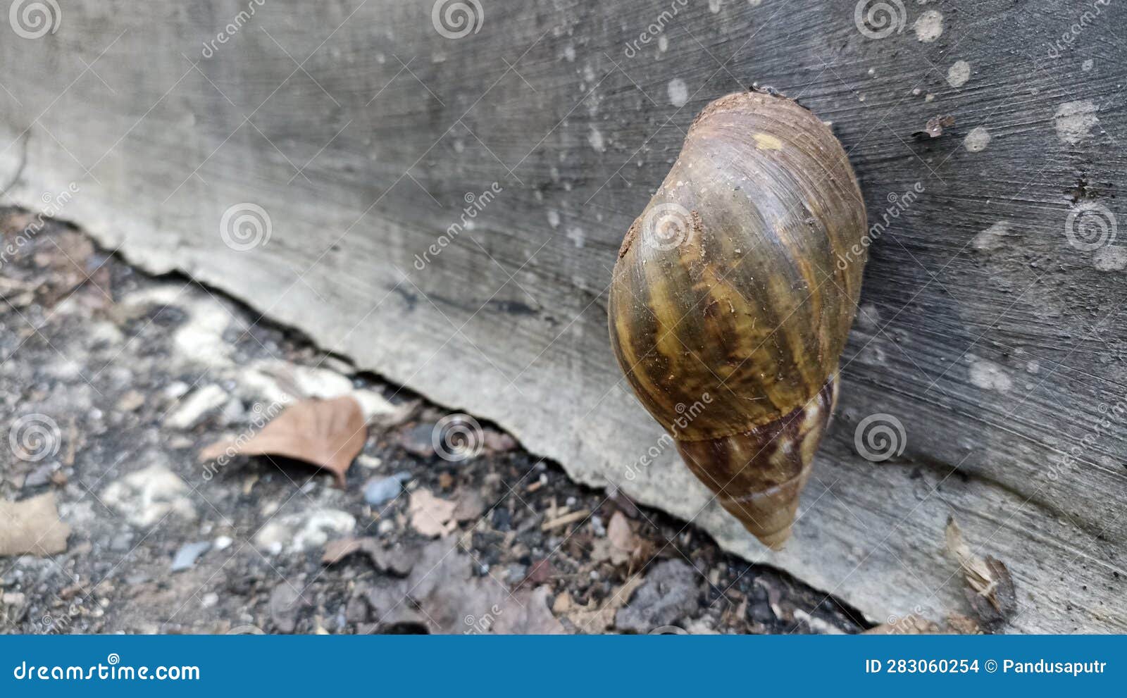 A Snail Crawling on the Wall Stock Photo - Image of wood, invertebrate ...