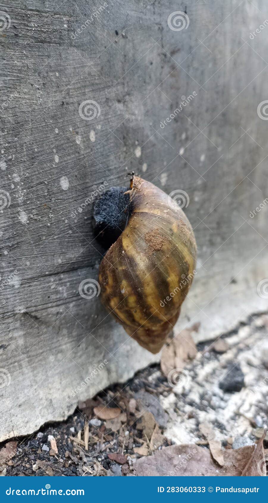 A Snail Crawling on the Wall Stock Image - Image of tree, animal: 283060333