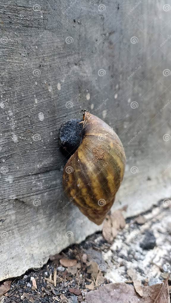 A Snail Crawling on the Wall Stock Image - Image of tree, animal: 283060333
