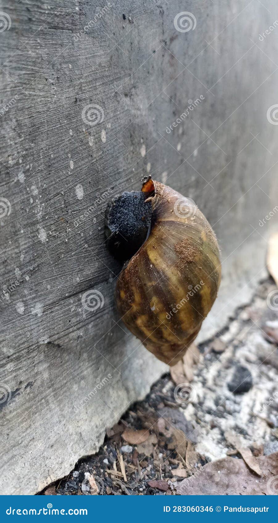 A Snail Crawling on the Wall Stock Photo - Image of nature, produce ...