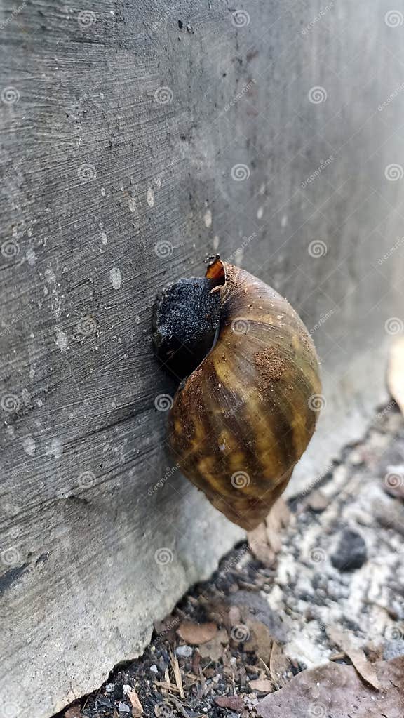 A Snail Crawling on the Wall Stock Photo - Image of nature, produce ...