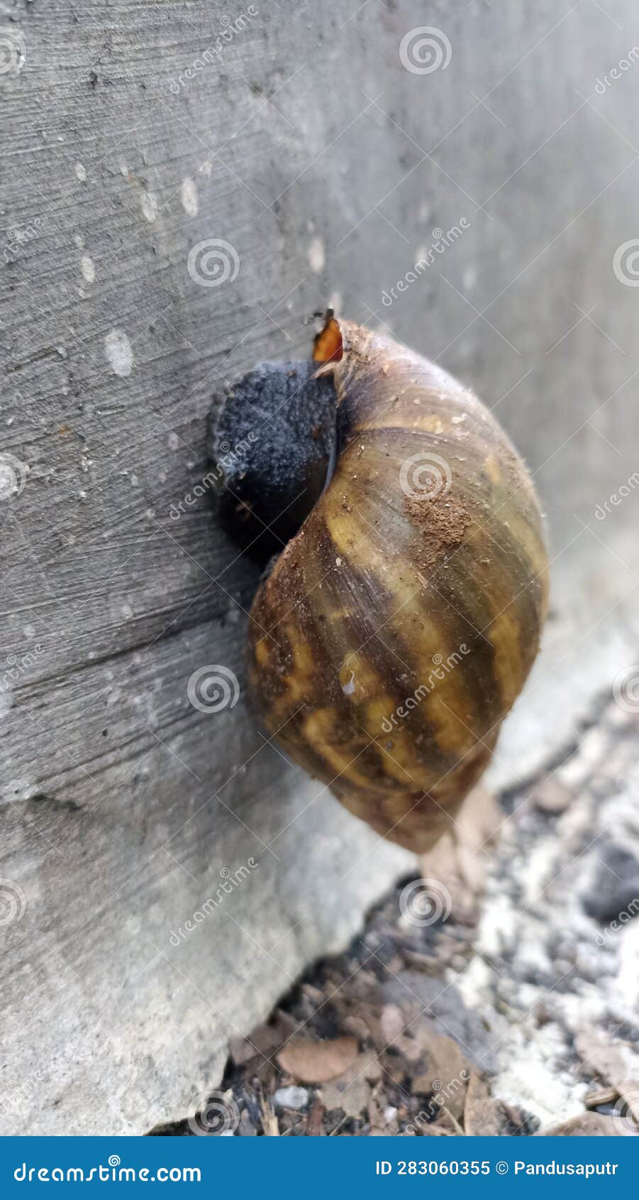 A Snail Crawling on the Wall Stock Image - Image of amphibian, wildlife ...
