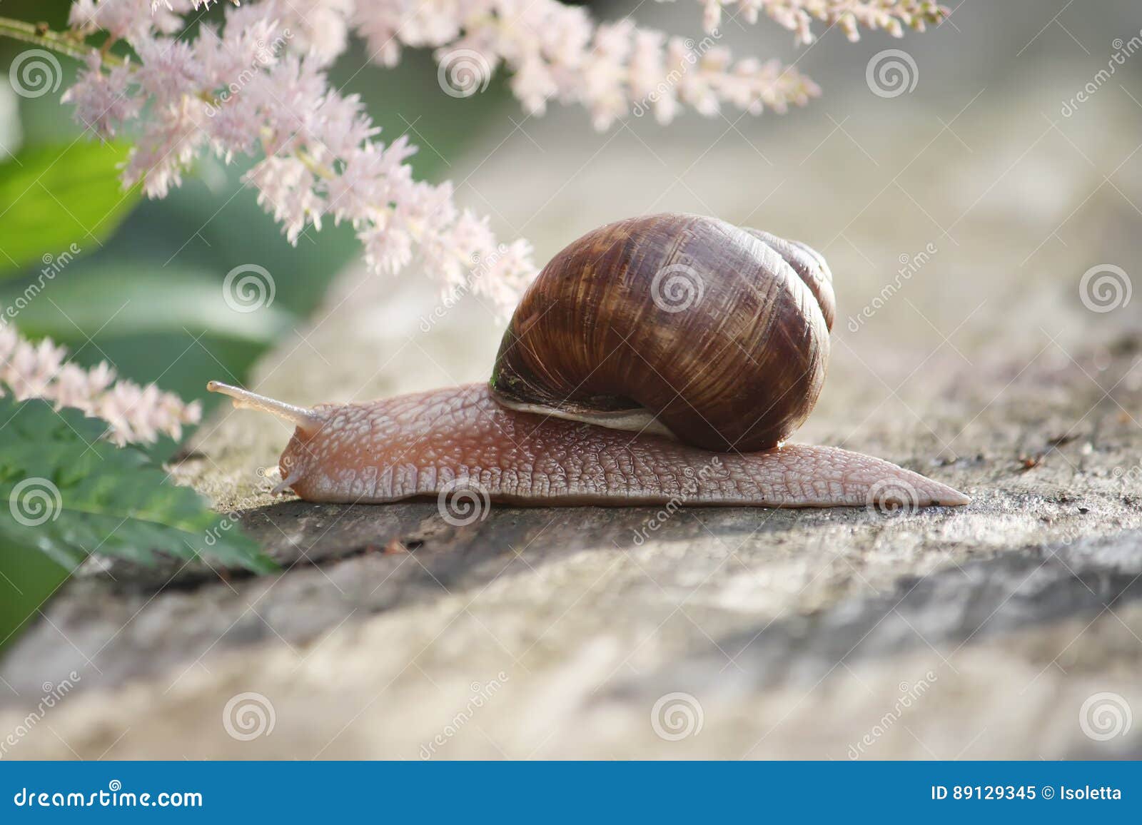 Snail crawling on the wwod stock image. Image of house - 89129345