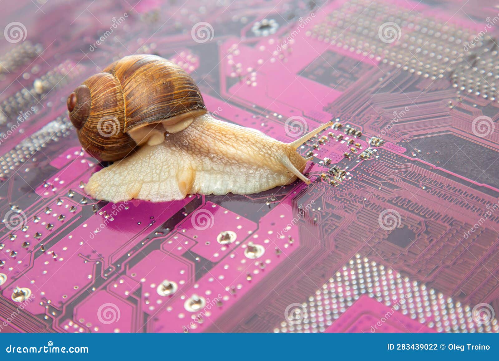 Snail Crawls on a Computer Electronic Circuit Board. the Concept of a ...