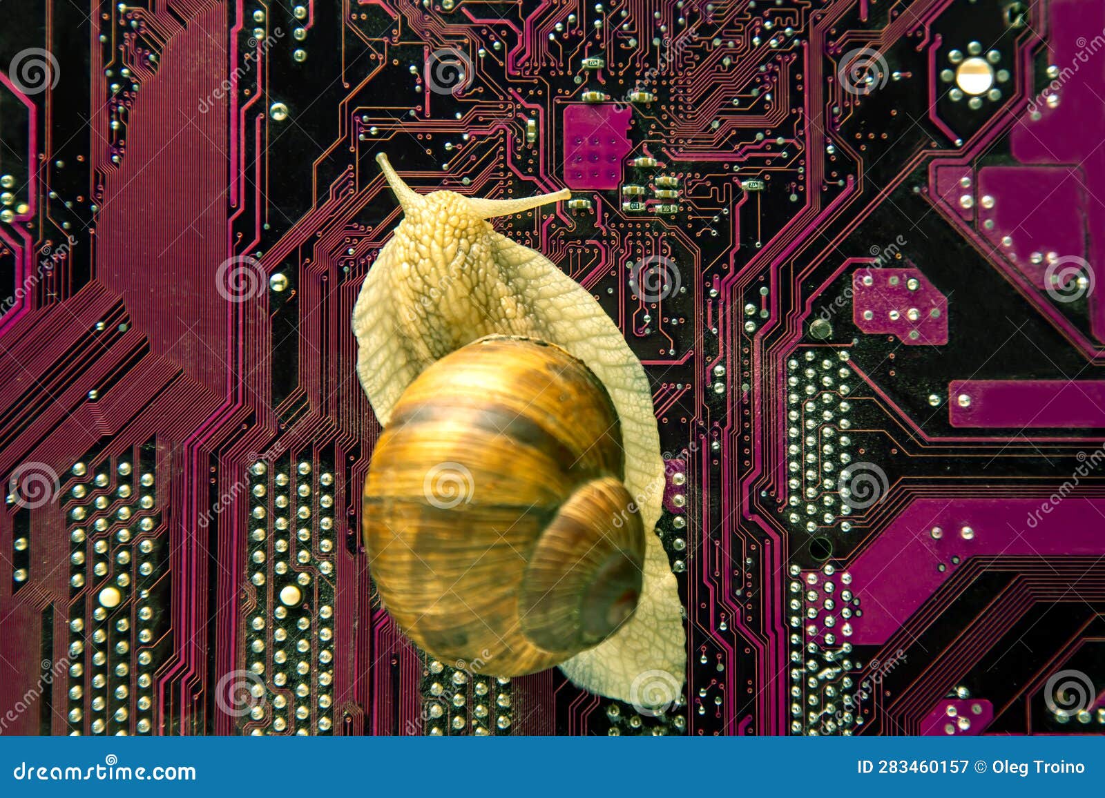 Snail Crawls on a Computer Electronic Circuit Board. the Concept of a ...