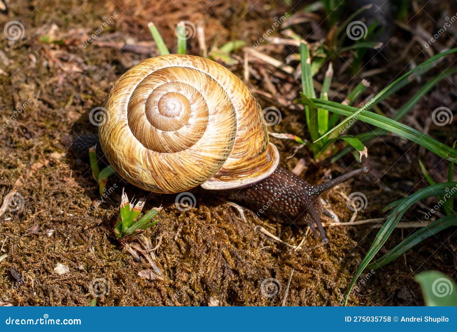 The Snail Crawls on the Ground. Stock Photo - Image of animal, nature ...