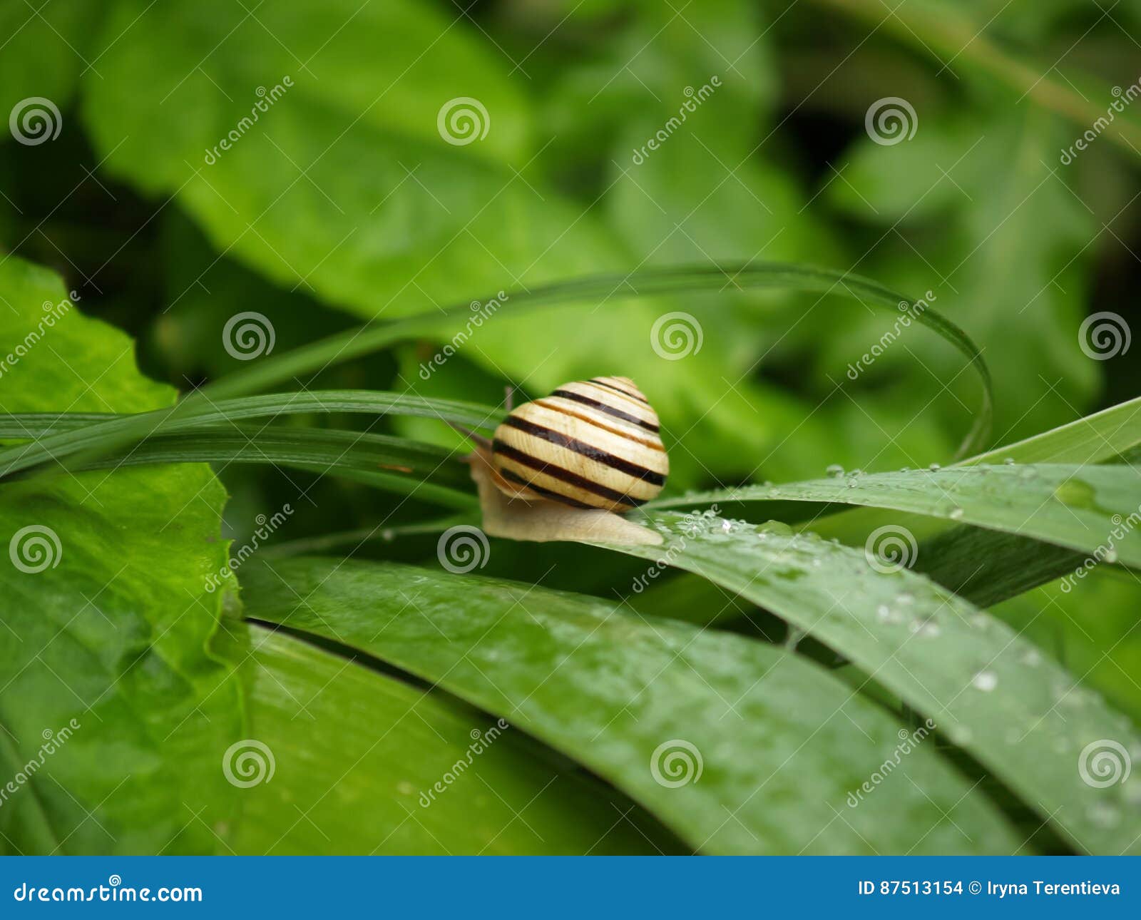 Snail crawls after rain. stock photo. Image of garden - 87513154
