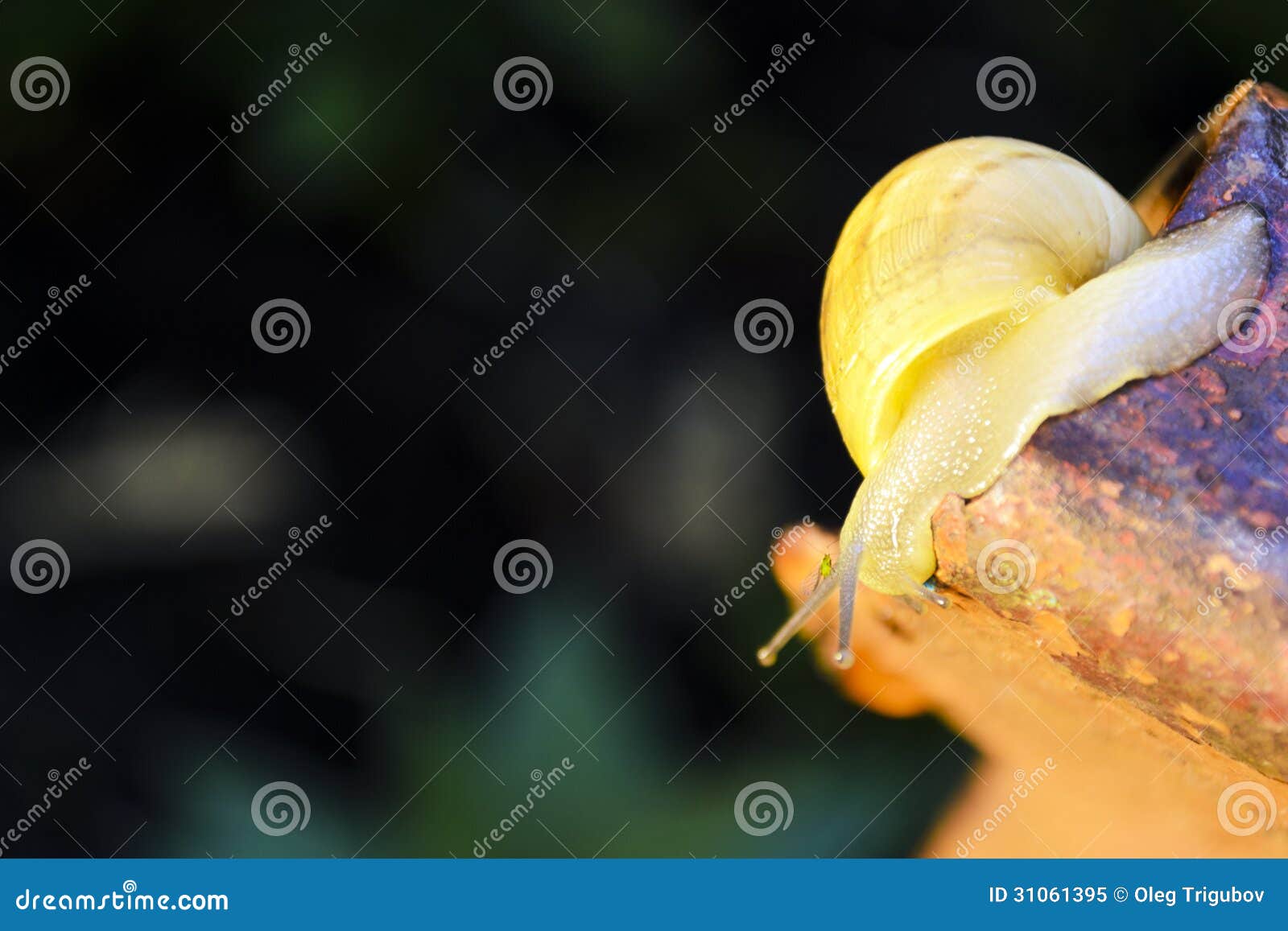 Snail crawls after rain stock image. Image of curiosity - 31061395
