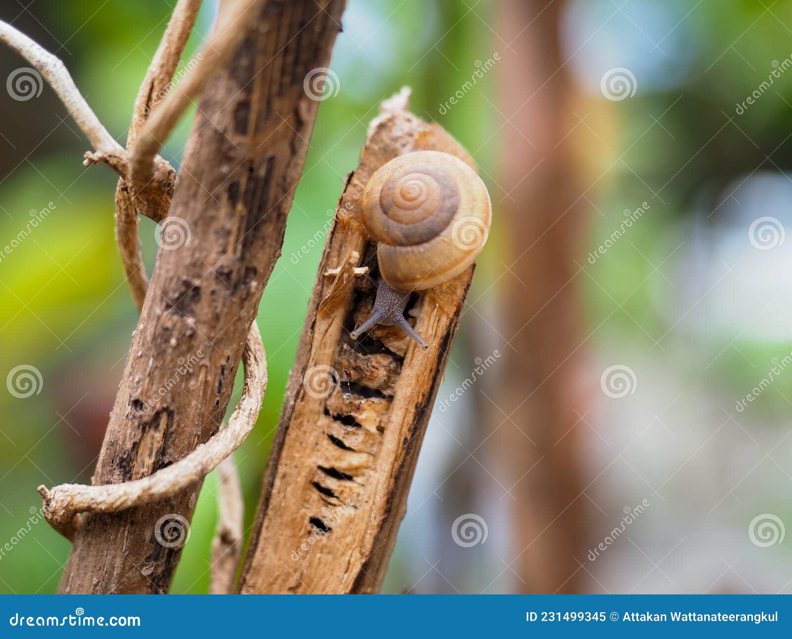 A Snail Creeping on a Branch Stock Image - Image of twig, produce ...