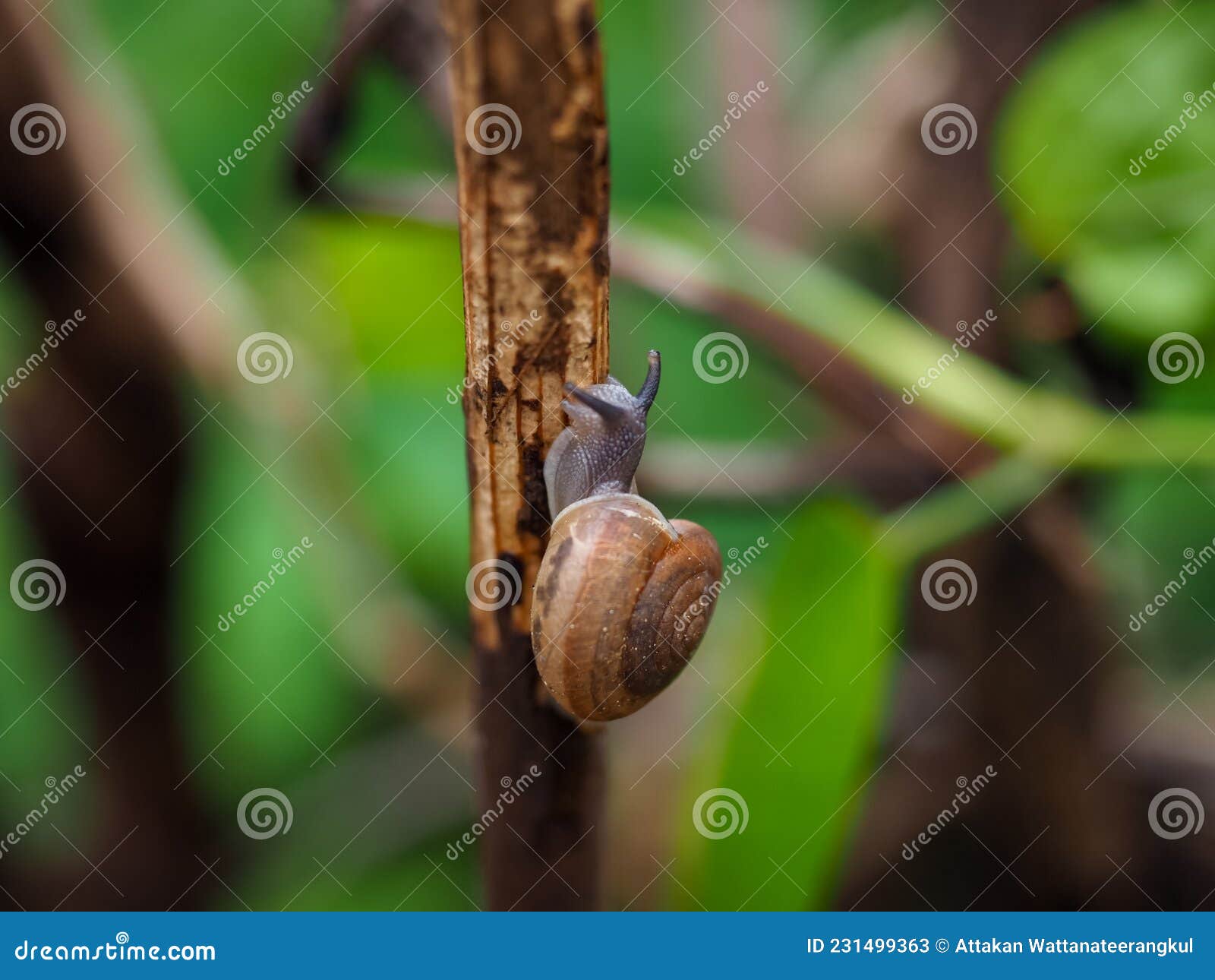 A Snail Creeping on a Branch Stock Image - Image of arthropod, grass ...