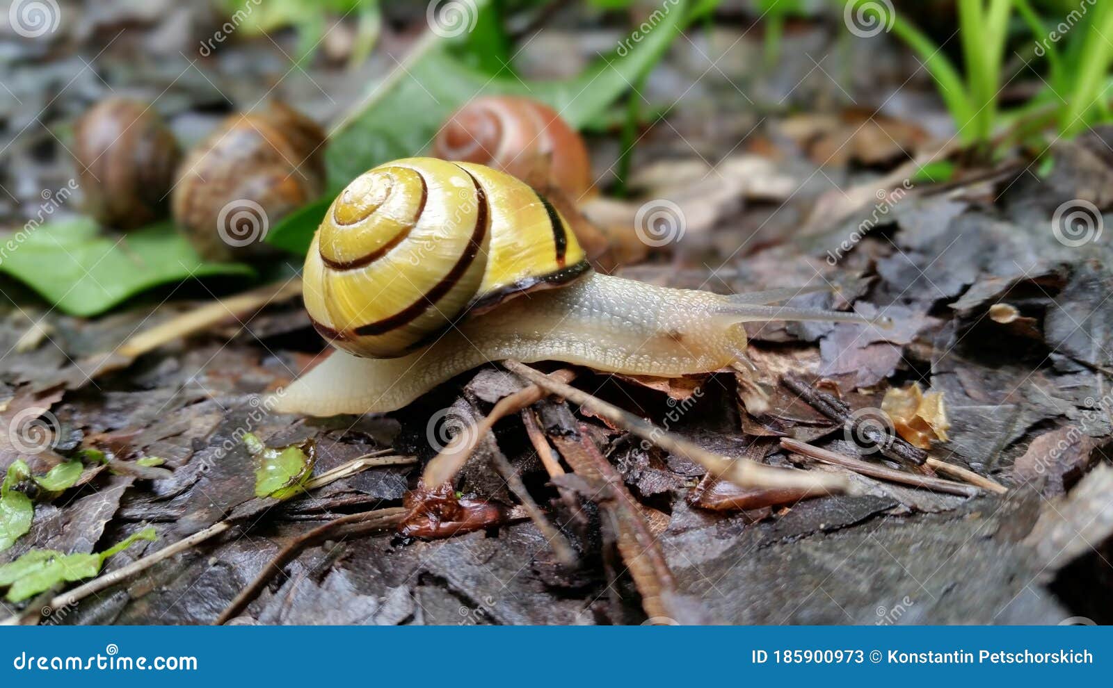 Snail Creeping on the Ground Stock Image - Image of toddler, spring ...