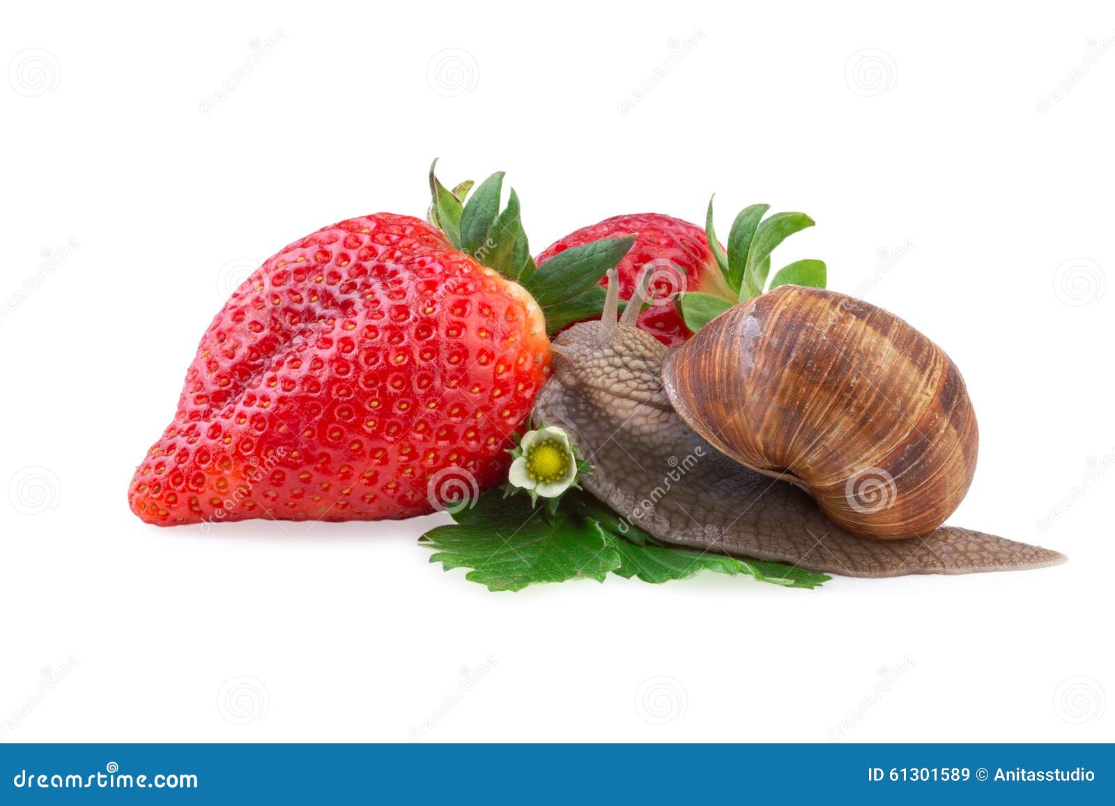 Snail Creeping on of a Strawberry Stock Image - Image of garden ...