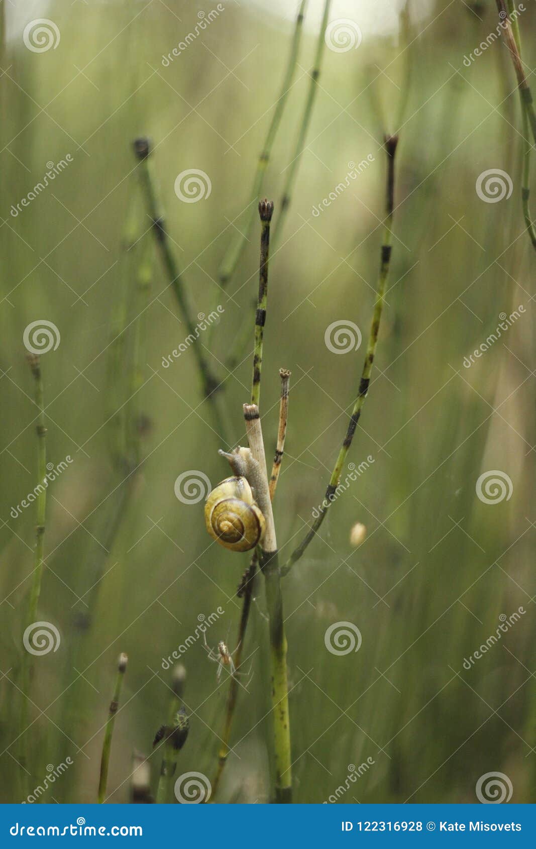 Spiders, One Of The Favorite Foods Of Cambodians Royalty-Free Stock ...