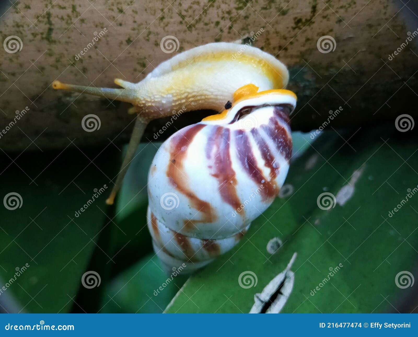 A Snail is Climbing on a Bamboo Stick Stock Photo - Image of snail ...