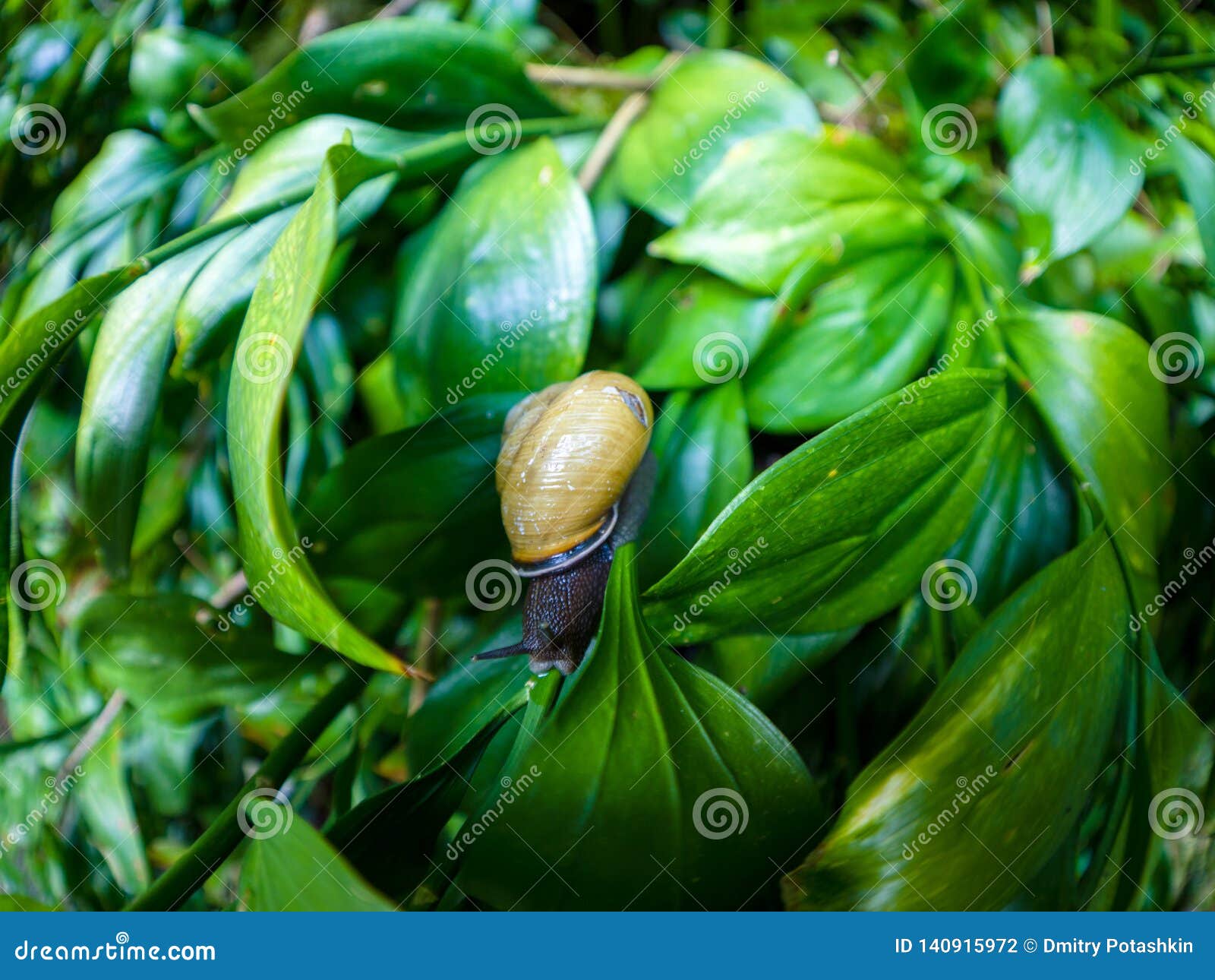 A Snail Creeps on Green Leaves Ruscus Colchicus Stock Photo - Image of ...