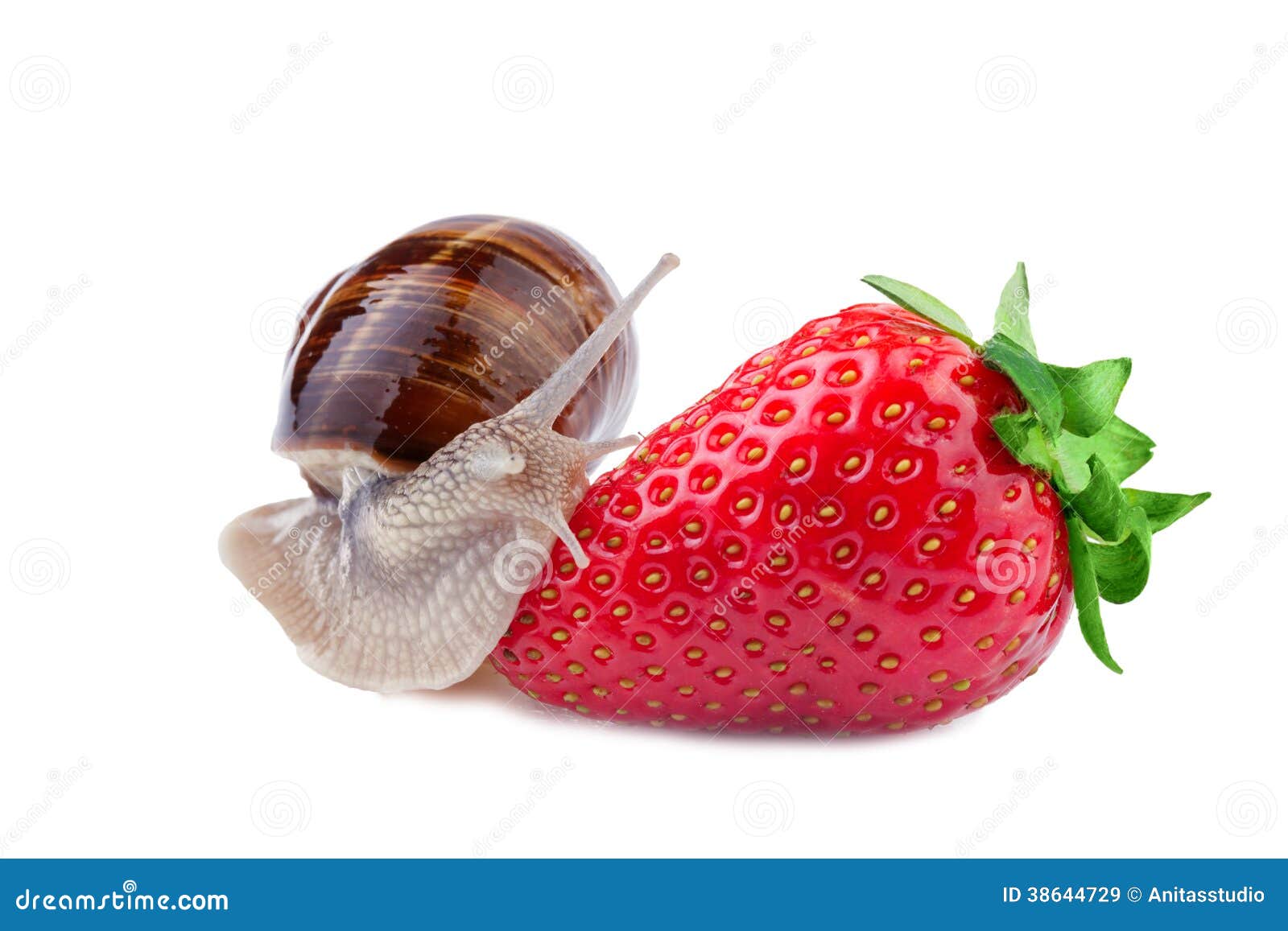Snail Creeps on a Strawberry Stock Image - Image of control, creeps ...