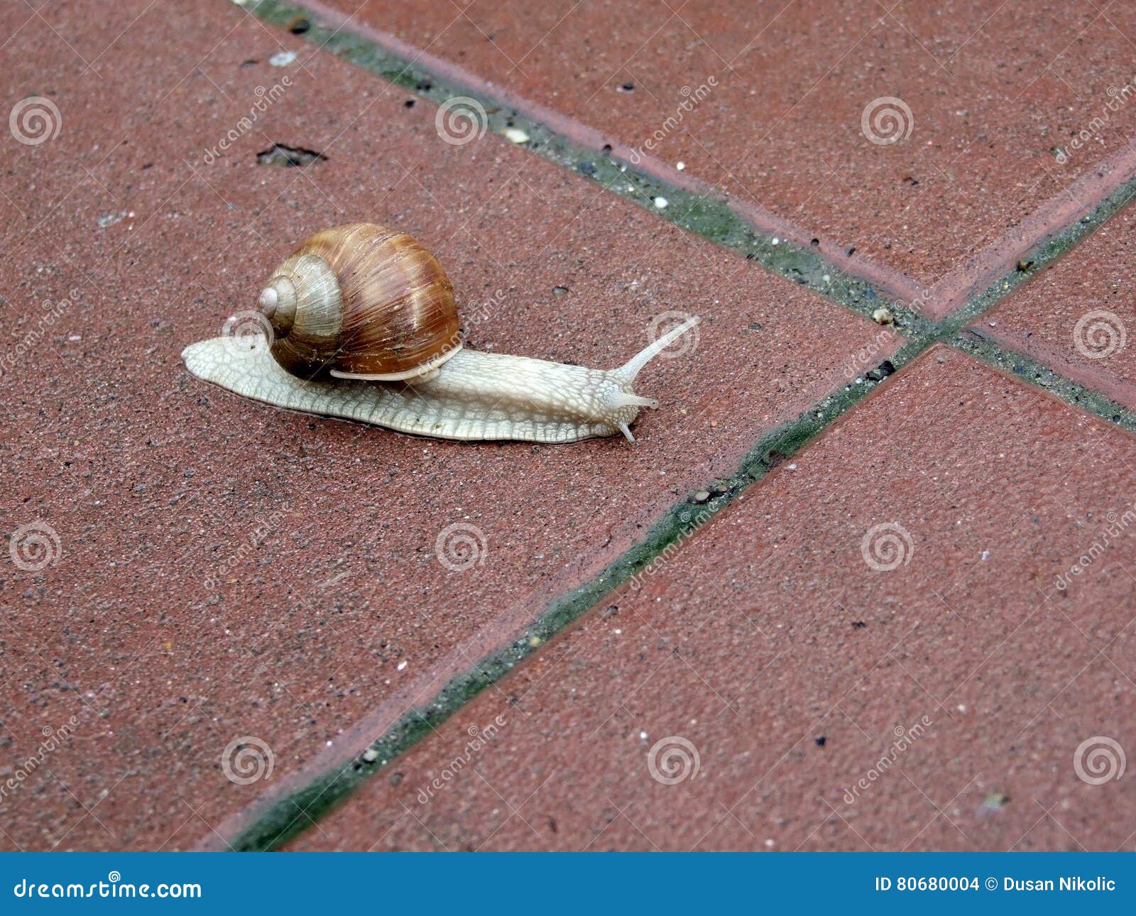 Snail Crossing The Border Stock Photography | CartoonDealer.com #80680004