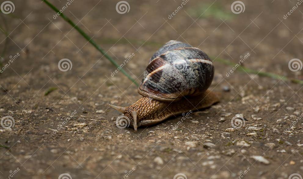 Snail stock photo. Image of sides, snail, shade, cloudy - 44225698