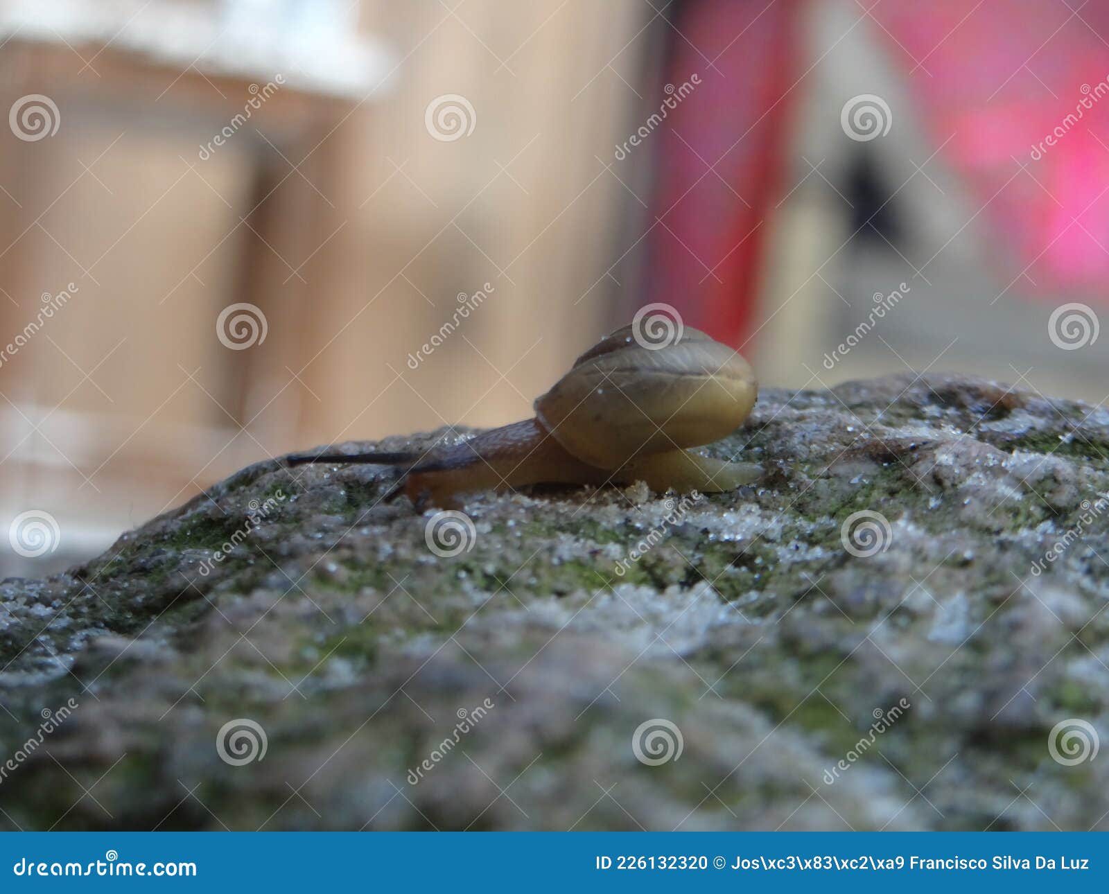 Snail Crossing a Long Path Over the Stone Stock Photo - Image of long ...