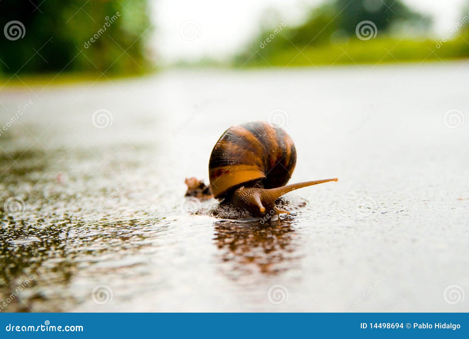Snail crossing the road stock photo. Image of mollusk - 14498694