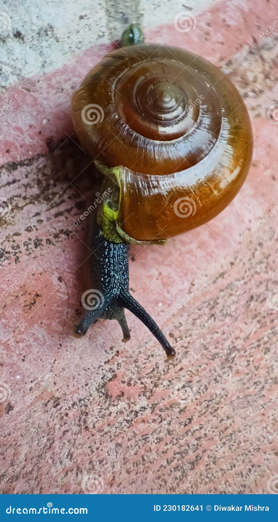 Snail Crossing The Border Stock Photography | CartoonDealer.com #80680004