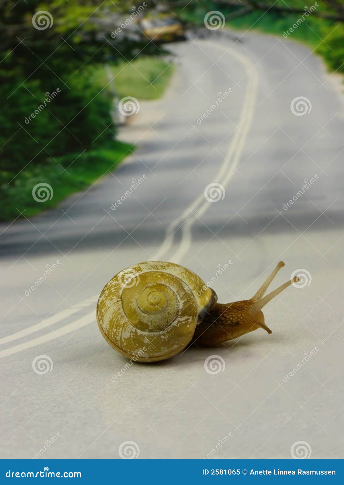 Snail crossing a road stock image. Image of yellow, signal - 2581065