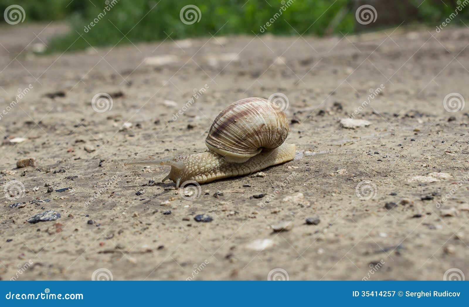Snail crossing the road stock image. Image of life, snail - 35414257