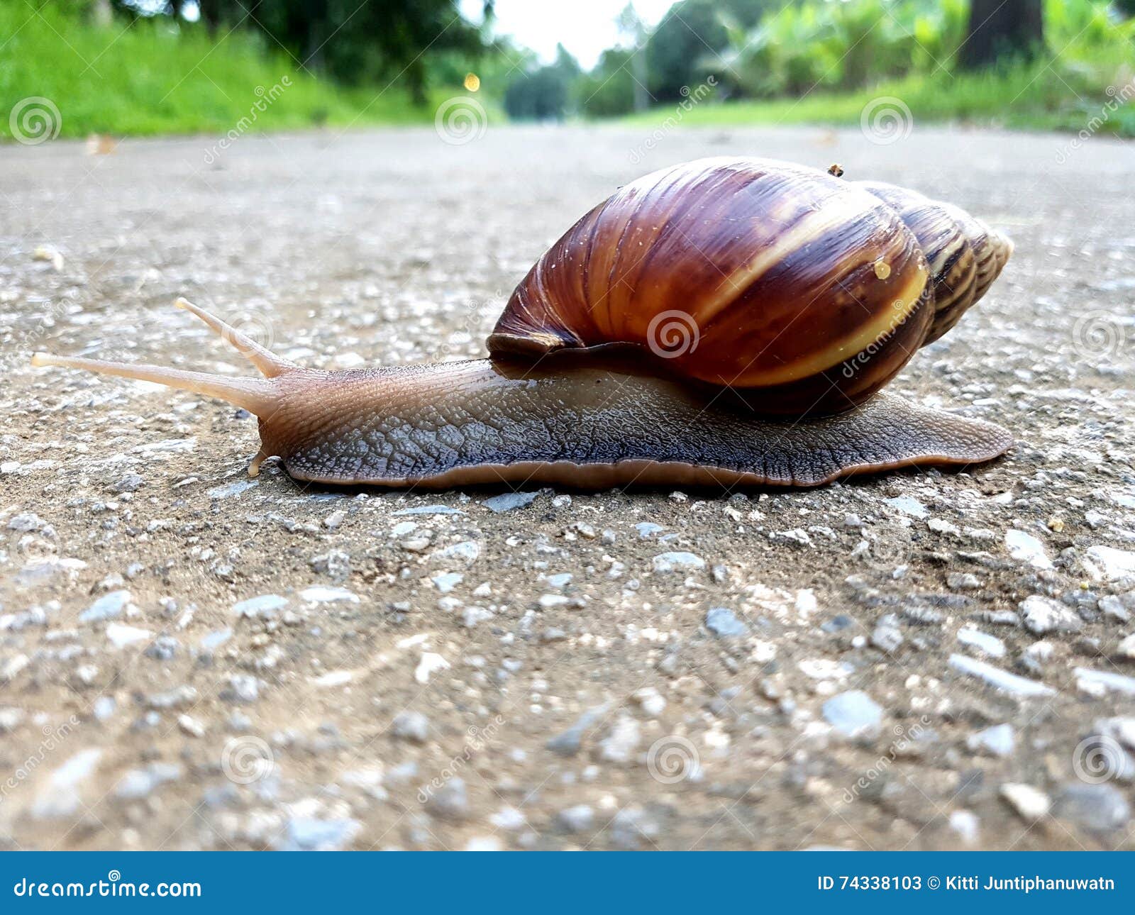 Snail stock image. Image of snail, road, minute, slowlife - 74338103
