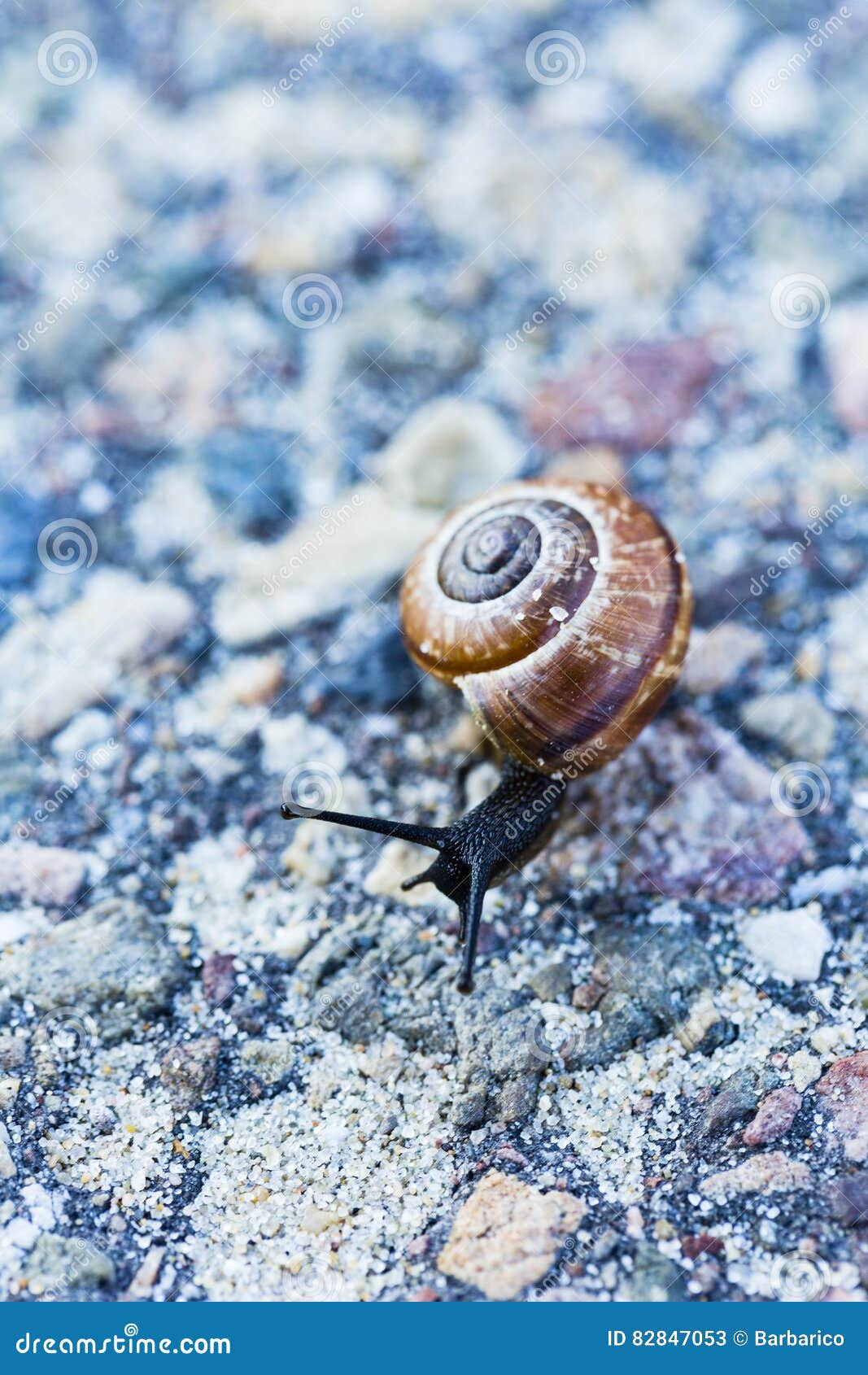 Snail Crossing The Border Stock Photography | CartoonDealer.com #80680004