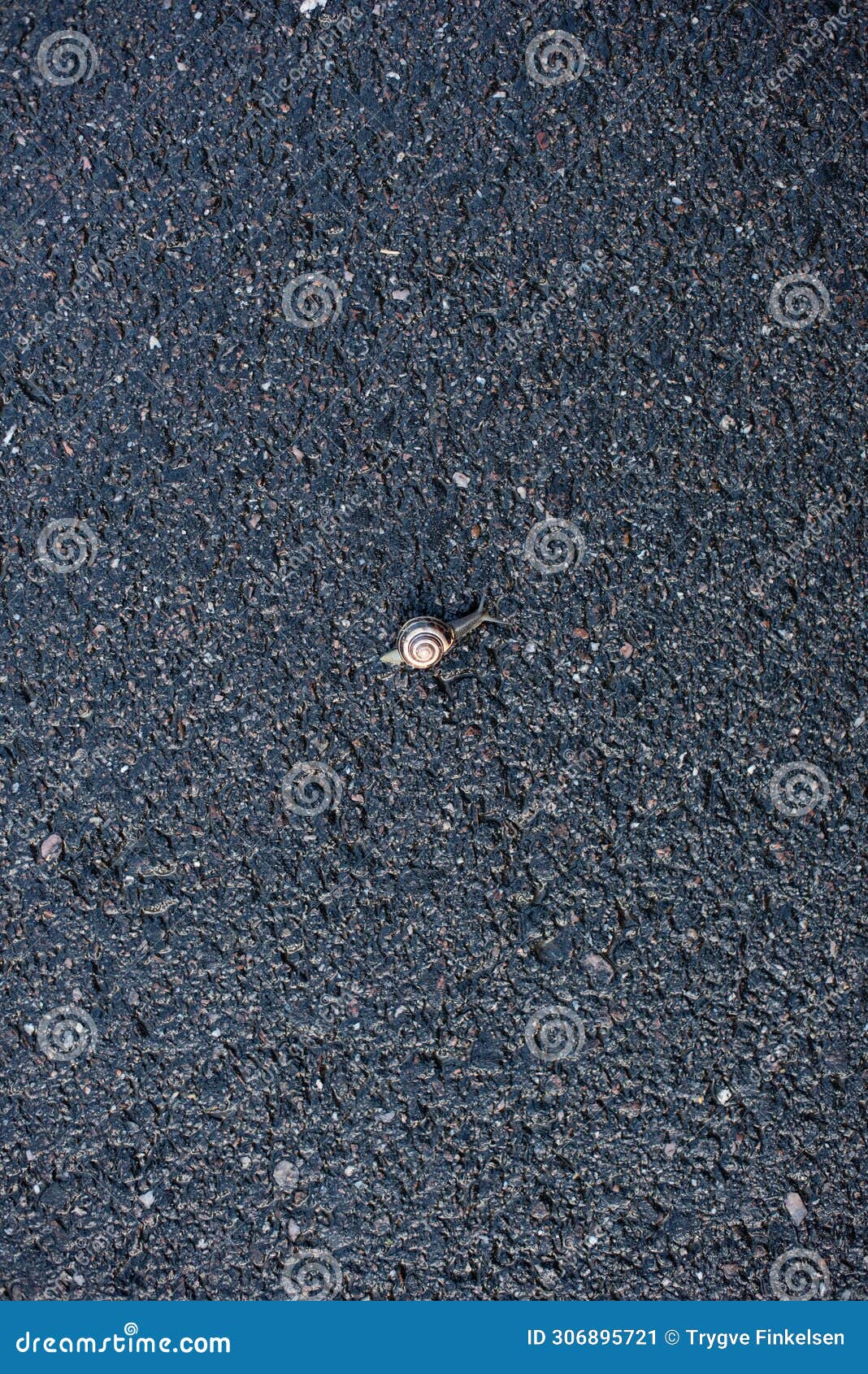 Snail Crossing a Road really Slowly.. Stock Image - Image of outdoors ...