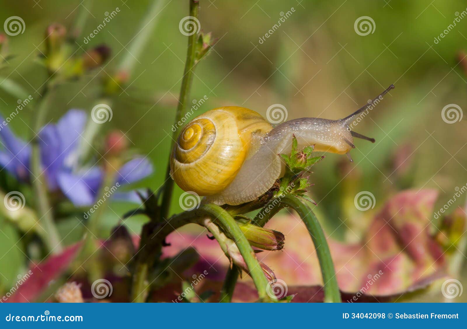 Snail stock photo. Image of cute, grass, gastromod, snail - 34042098