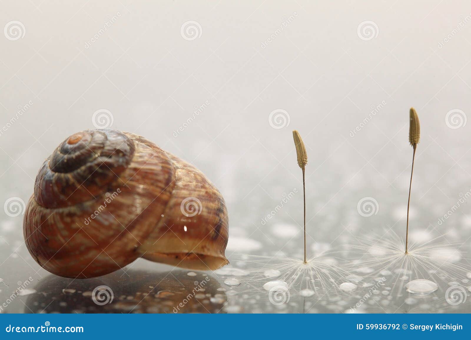 Snail and dandelion seeds stock photo. Image of cute - 59936792