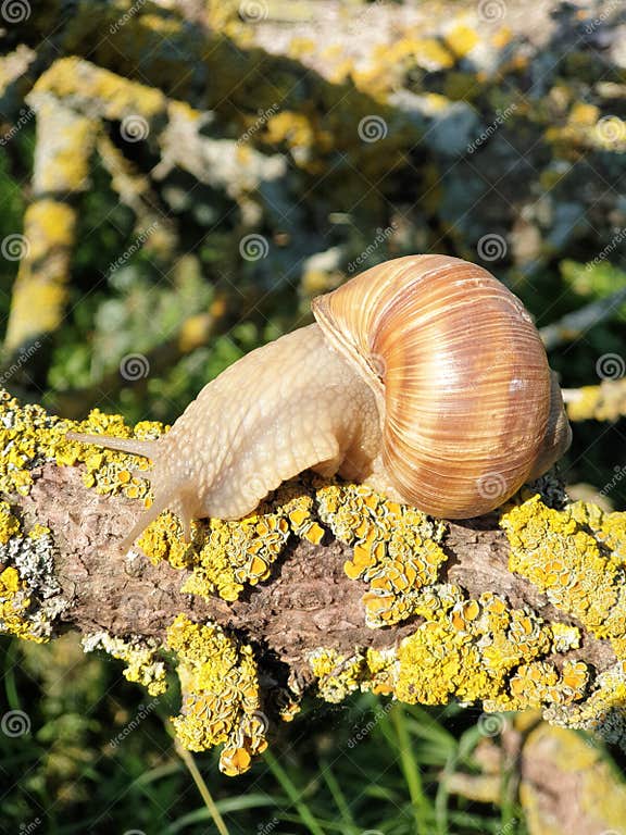 Snail. Day. Tree. stock image. Image of autumn, fungus - 185959609