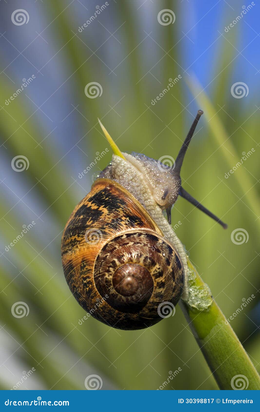 Snail stock image. Image of eyes, concept, details, gastropod - 30398817