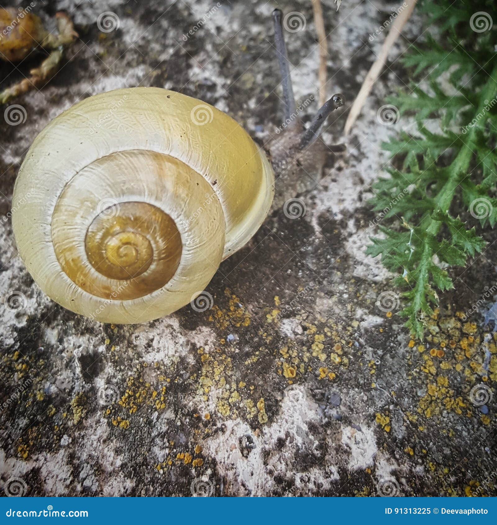 Snail stock image. Image of animal, stone, spring, naturephoto - 91313225