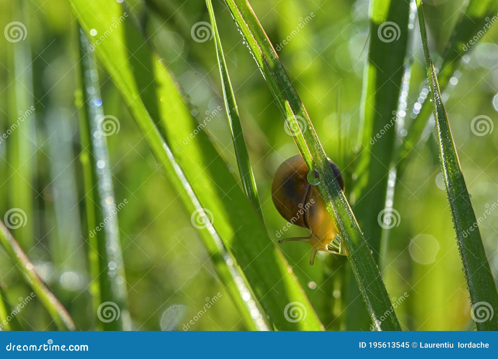 Snail and Dew Drop in Summer Time Stock Image - Image of drops, closeup ...