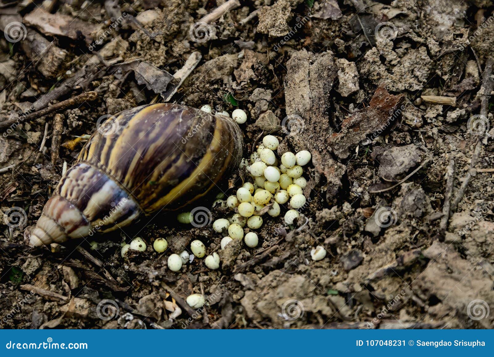 Snail stock image. Image of canaliculata, animal, spring - 107048231