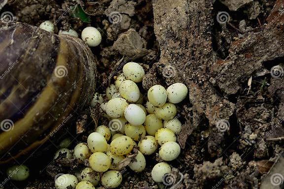Snail`s eggs stock image. Image of agriculture, outdoor - 107070063