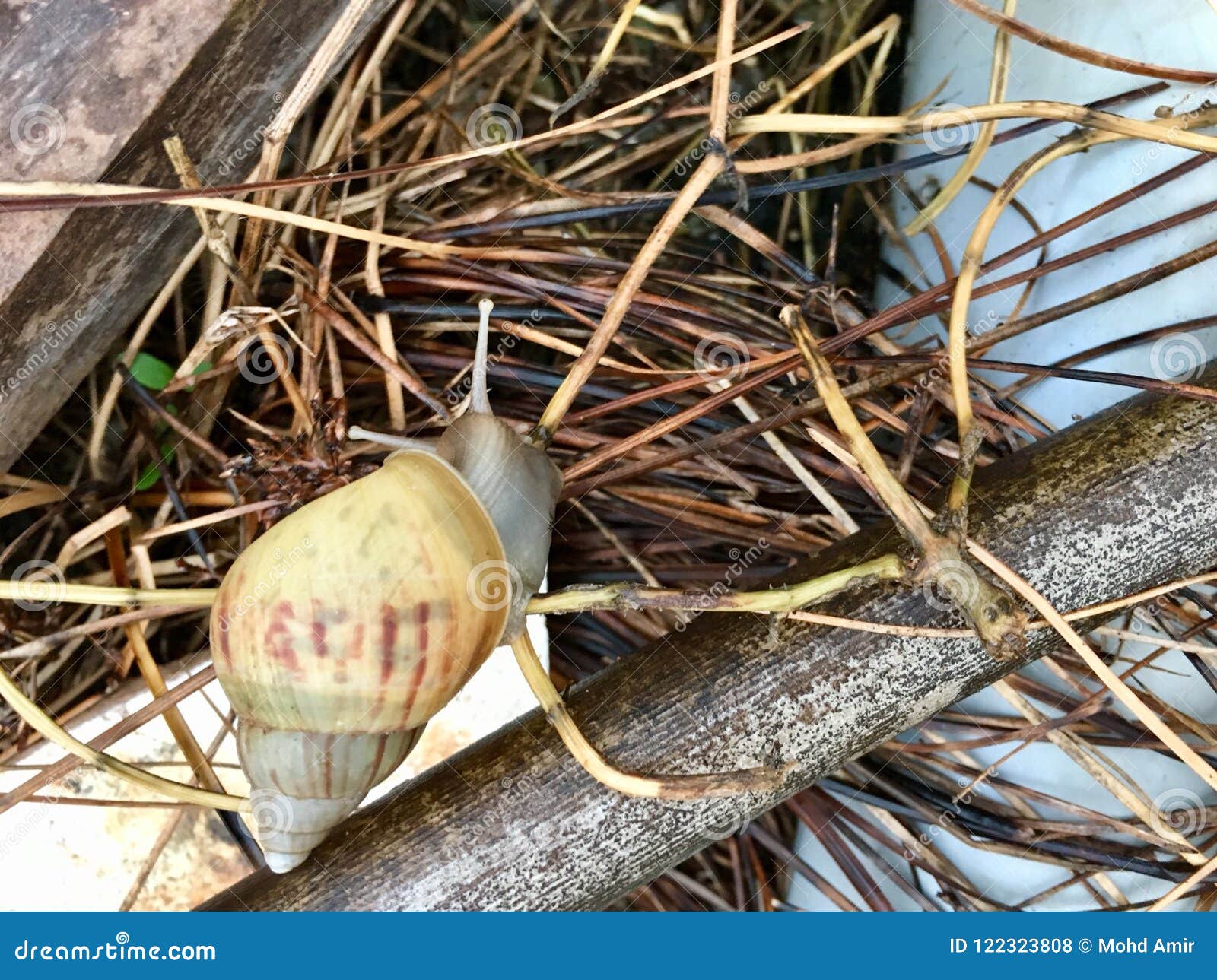 Snail on the dried stock photo. Image of crawling, selective - 122323808
