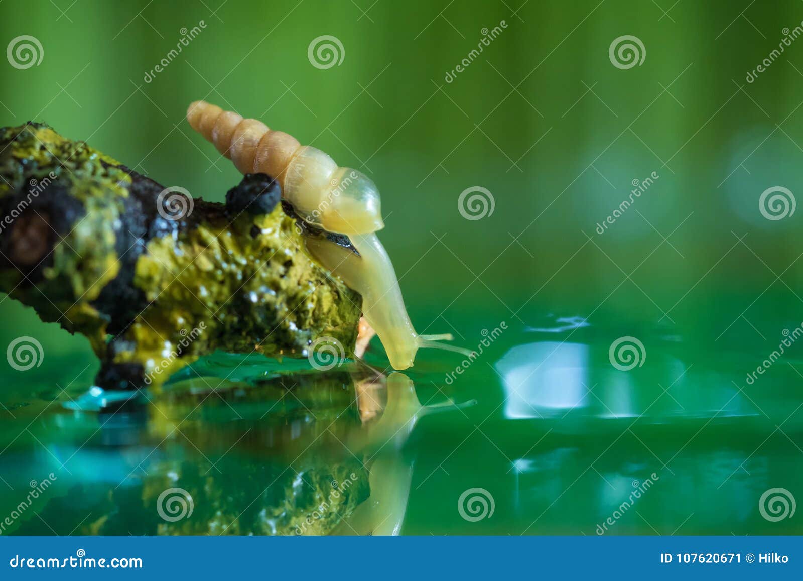 The snail drinks water stock image. Image of fresh, outdoor - 107620671