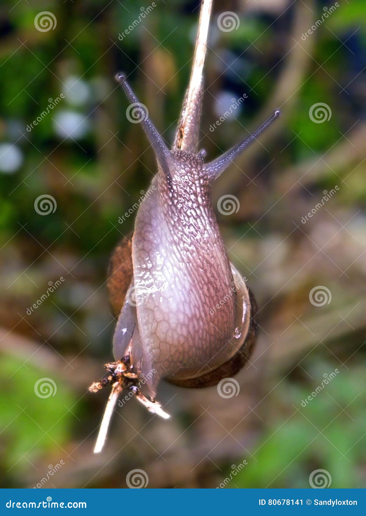 Snail drop stock image. Image of invertebrates, gardens - 80678141