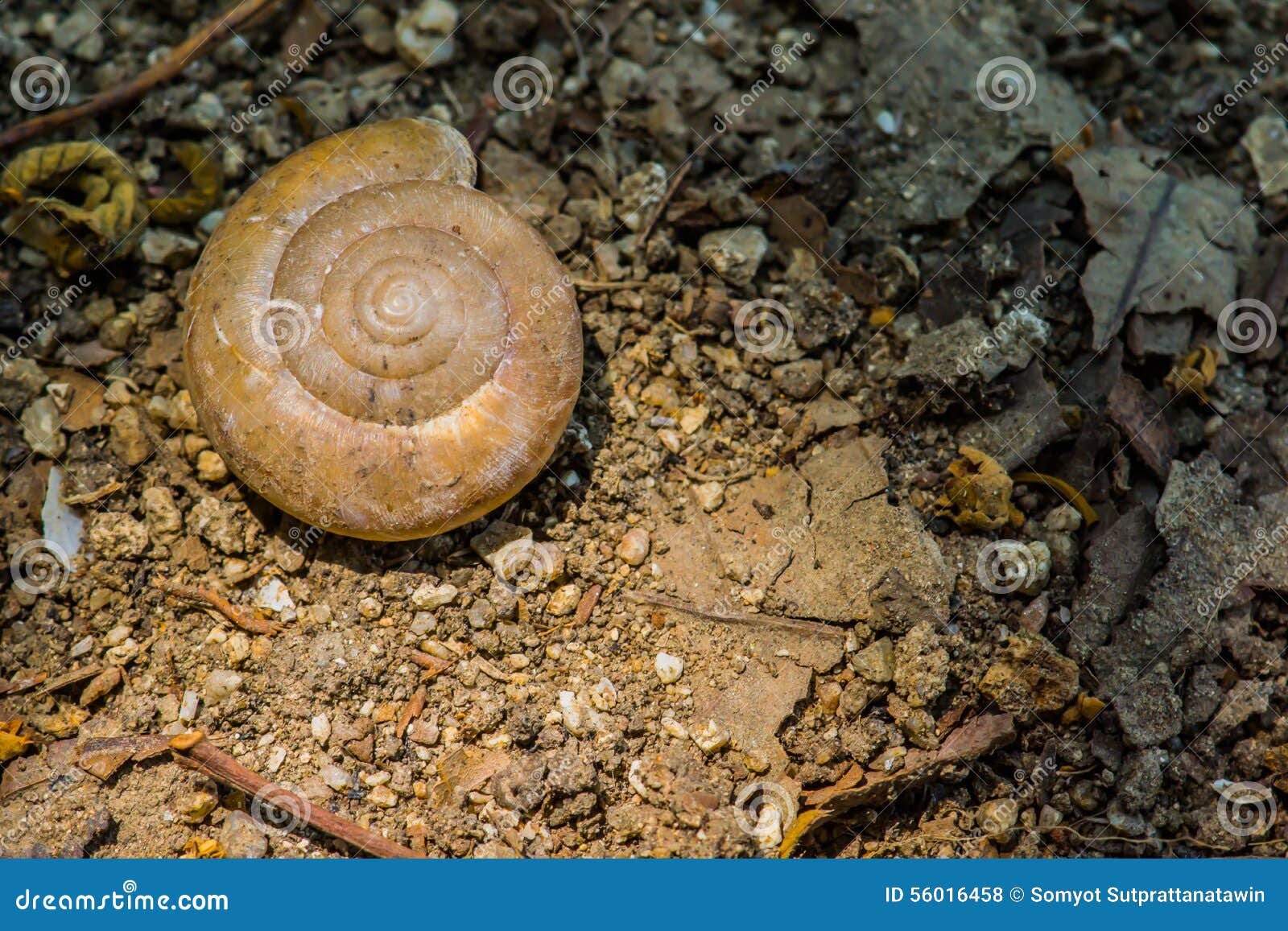 Snail dry environment stock photo. Image of snail, drought - 56016458