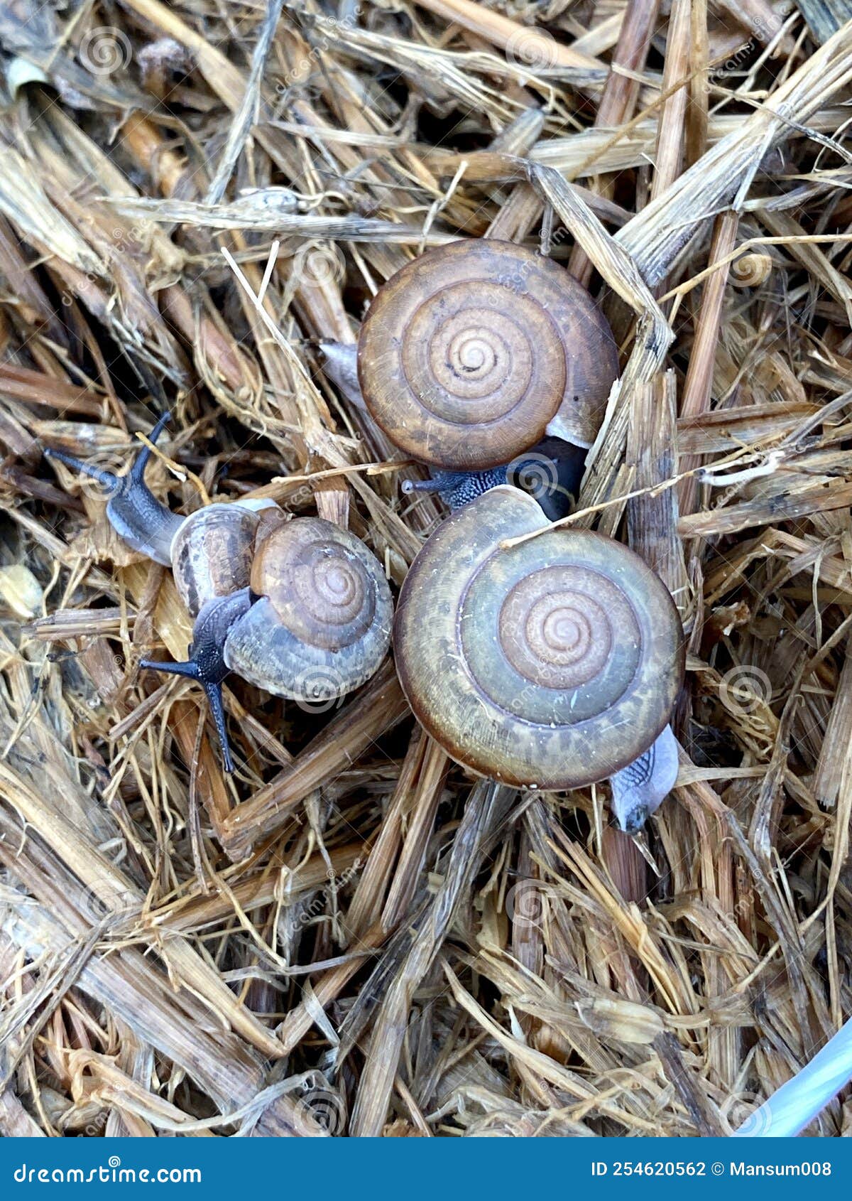 Snail on dry grass stock photo. Image of grass, macro - 254620562